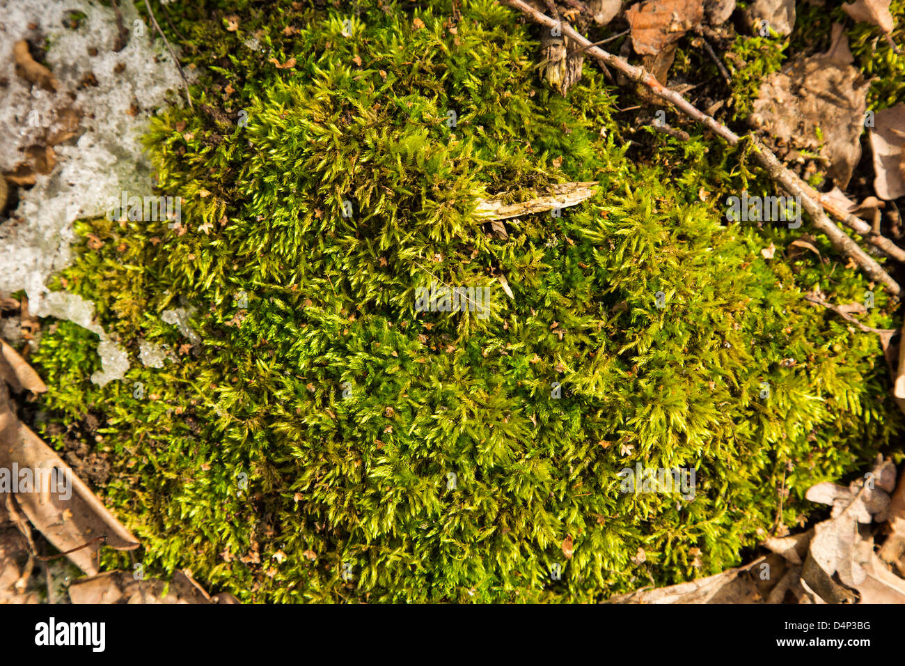Green wet moss on the ground as a background Stock Photo - Alamy