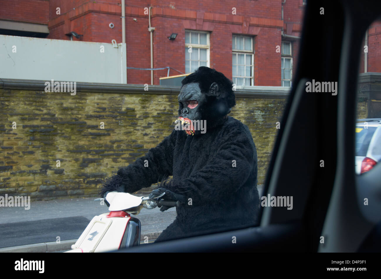 Gorilla riding a motor scooter in Manchester Stock Photo - Alamy