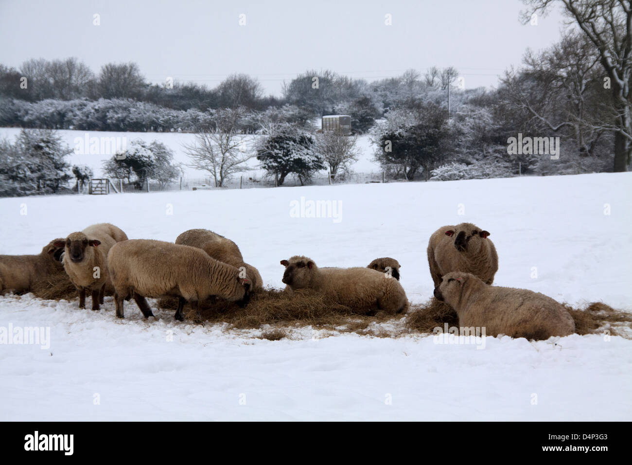 Sheep in the Snow Stock Photo - Alamy