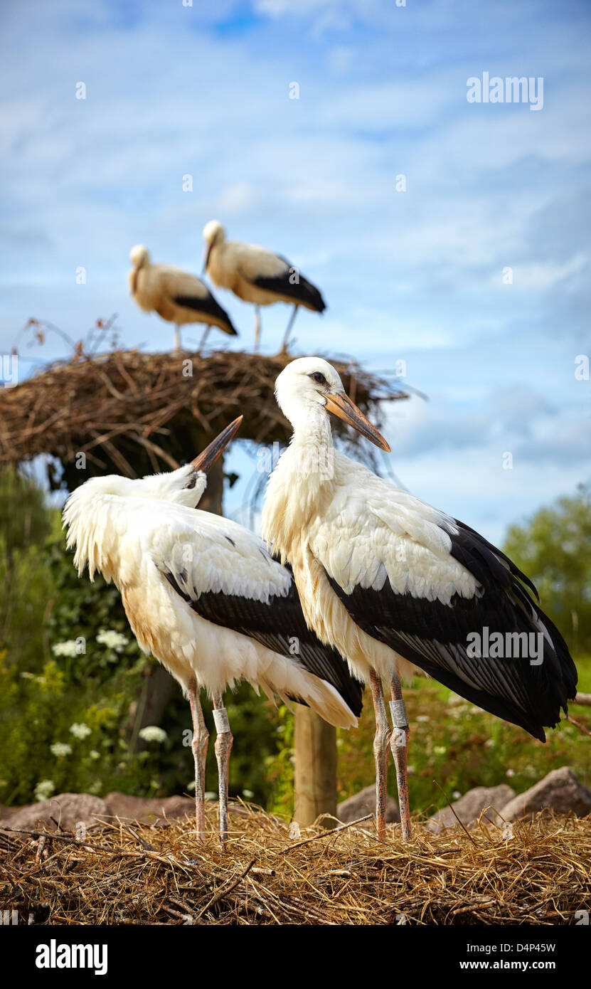 Four storks at their nests. Stork and Otter protection centre. Hunawihr ...
