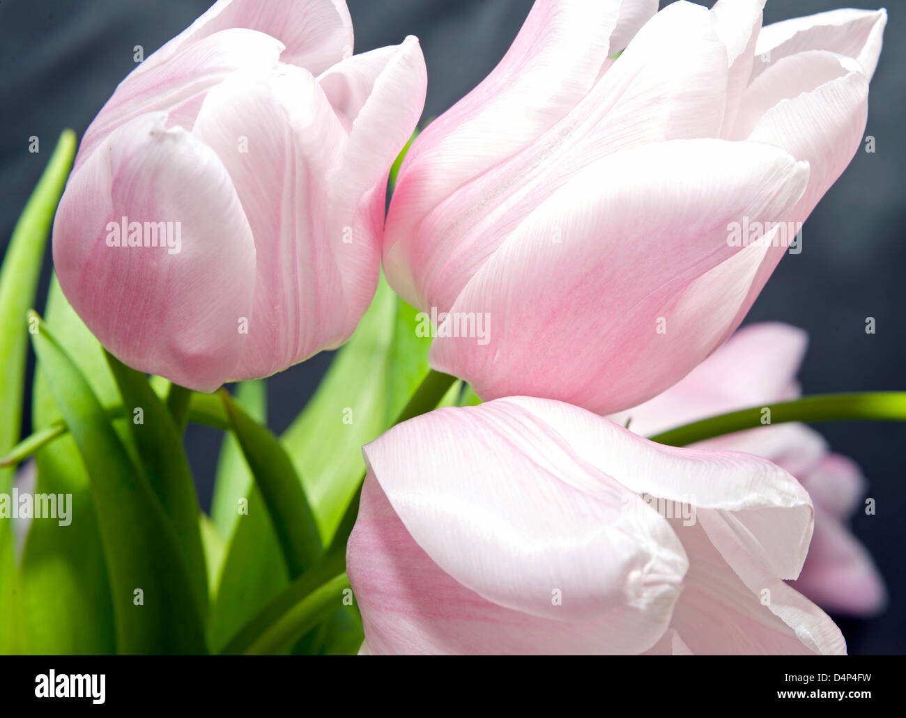 Spring frame pink tulips hi-res stock photography and images - Alamy