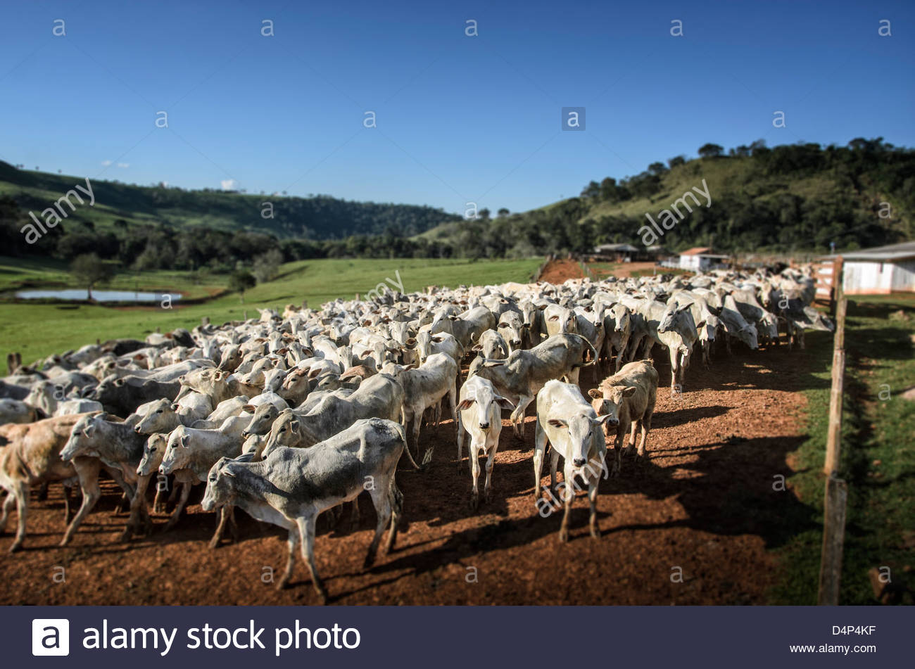 Brazilian Farm High Resolution Stock Photography and Images - Alamy