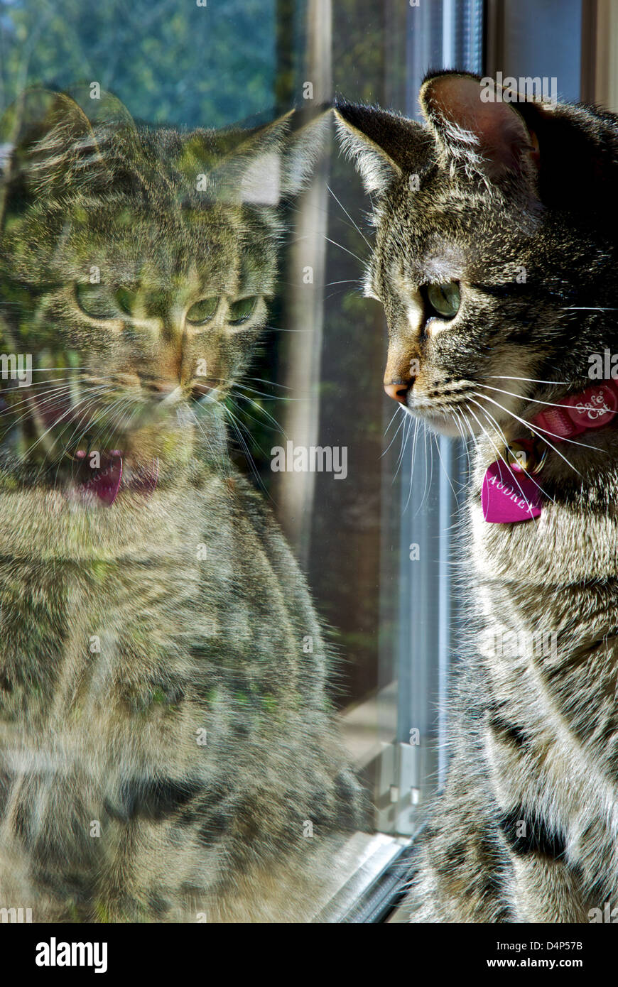 Reflection shorthair domestic tabby cat double pane glass window Stock ...