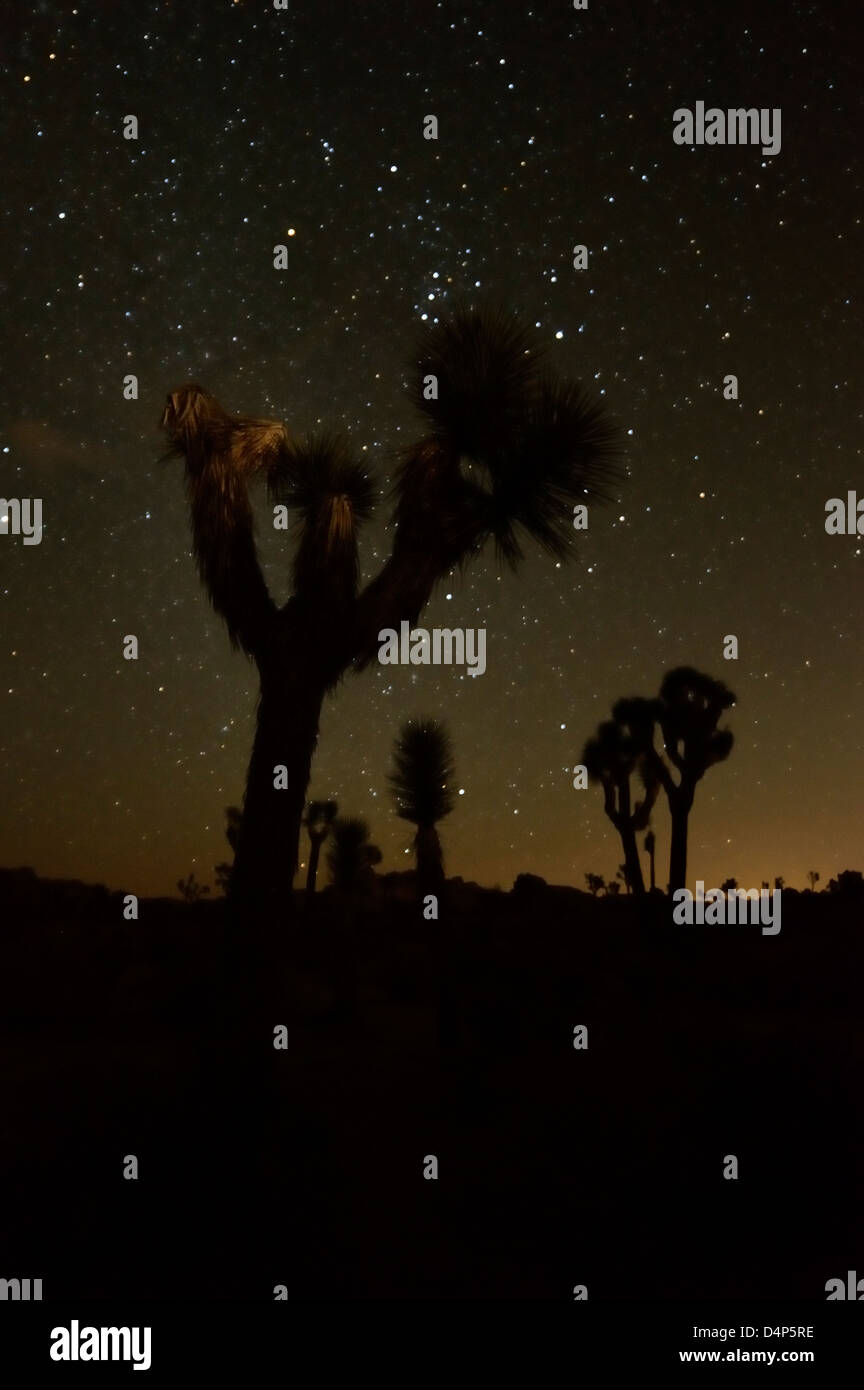 Starry night sky behind other worldly Joshua trees at Joshua Tree ...