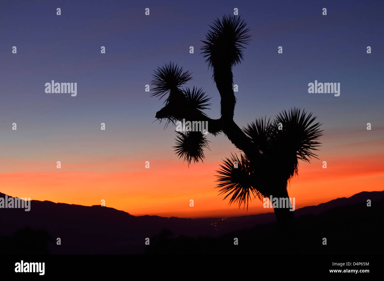 Joshua trees sunset california hi-res stock photography and images - Alamy