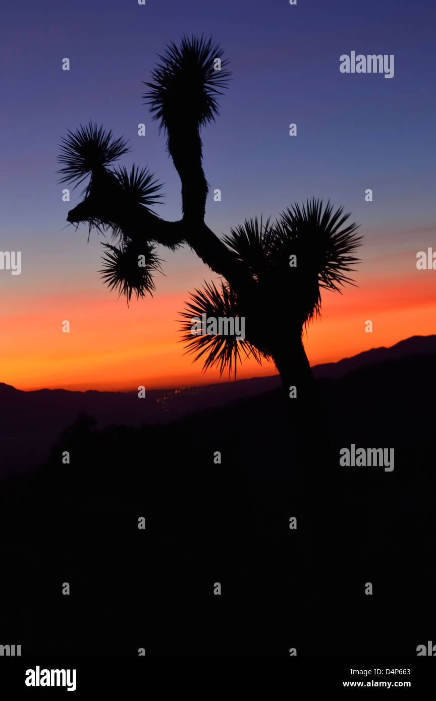 Silhouetted Joshua trees with bright orange sunset at Keys view, Joshua ...