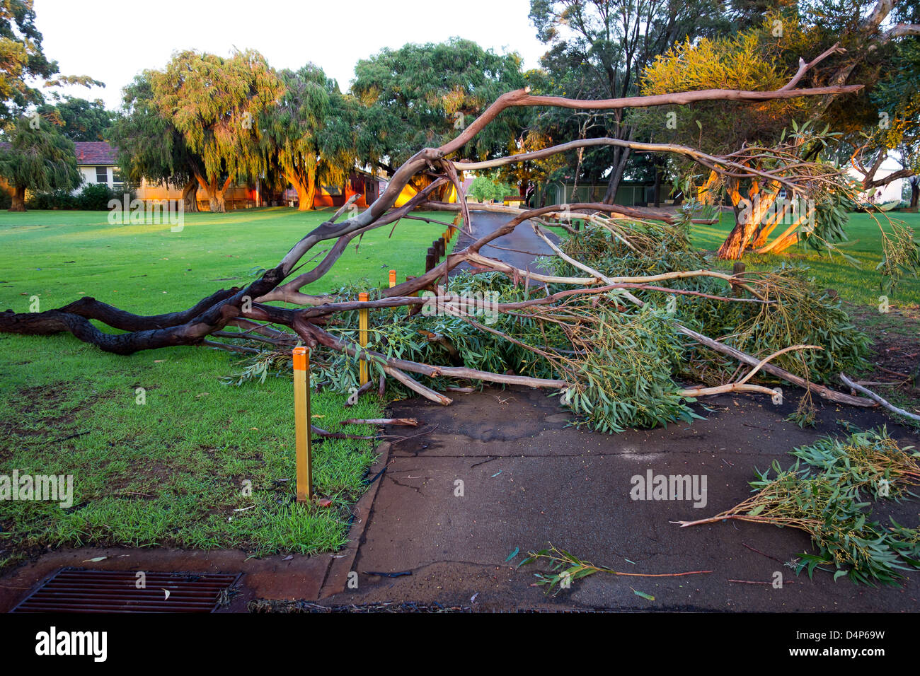 Fallen tree on drive way Stock Photo - Alamy