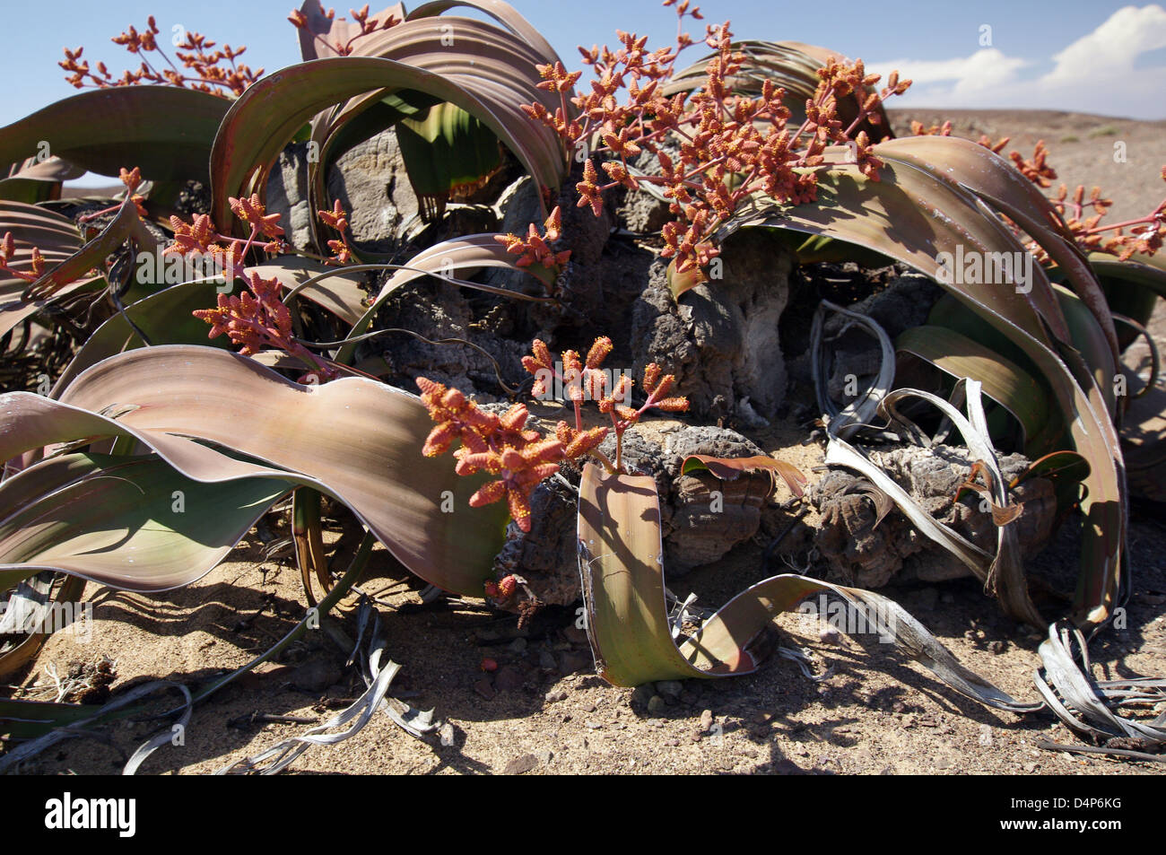 Male Welwitschia mirabilis plant, Namibia Stock Photo - Alamy