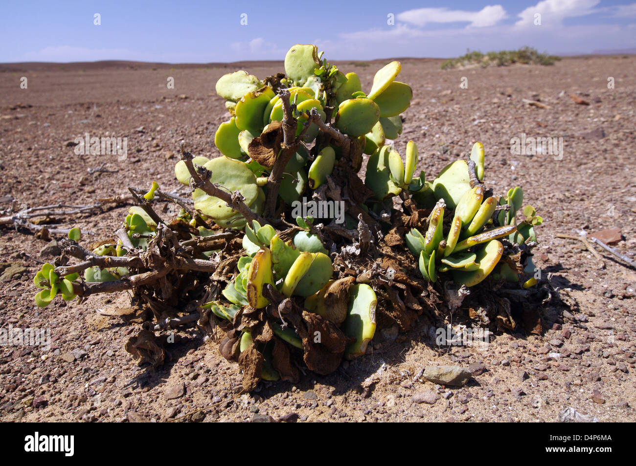 Dollar Bush, Namibia Stock Photo - Alamy