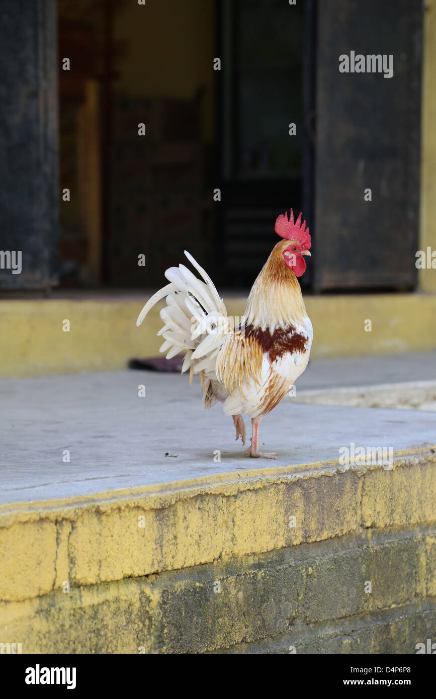 A rooster standing on a porch in Yelapa, Mexico Stock Photo - Alamy