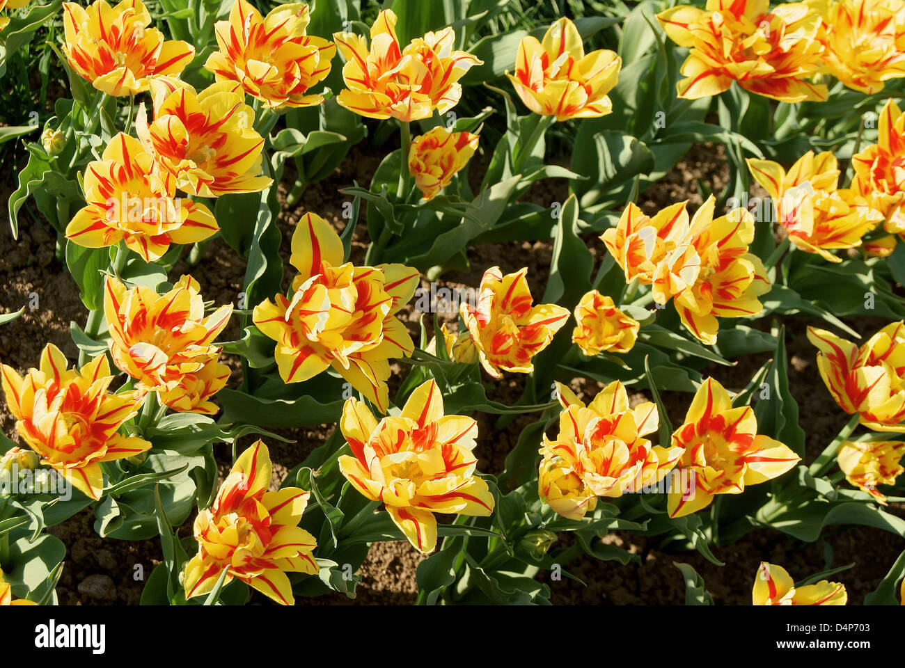 Field of Double tulips Stock Photo - Alamy
