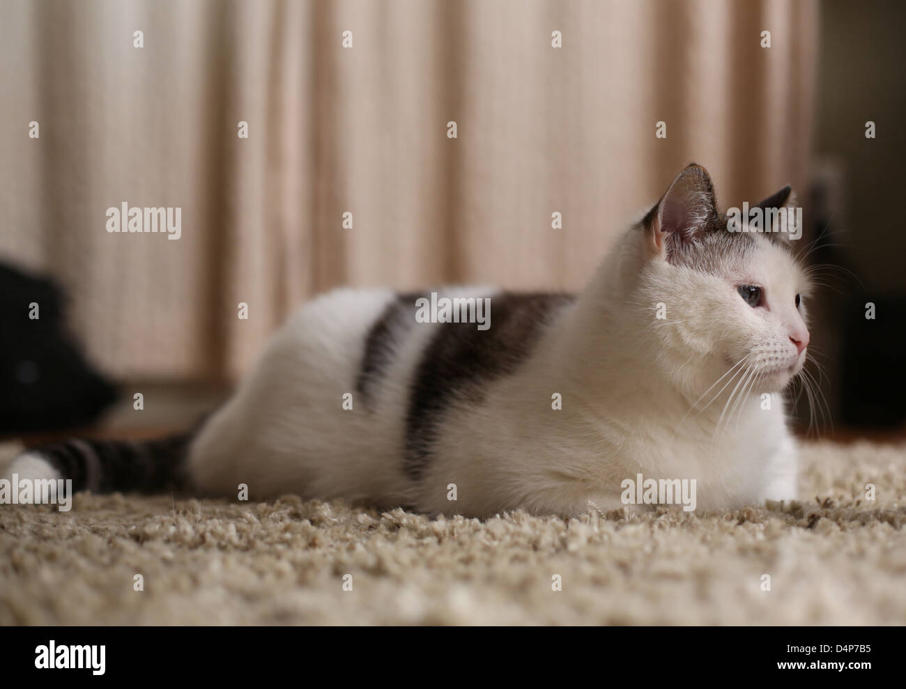 Cat lying on rug hi-res stock photography and images - Alamy