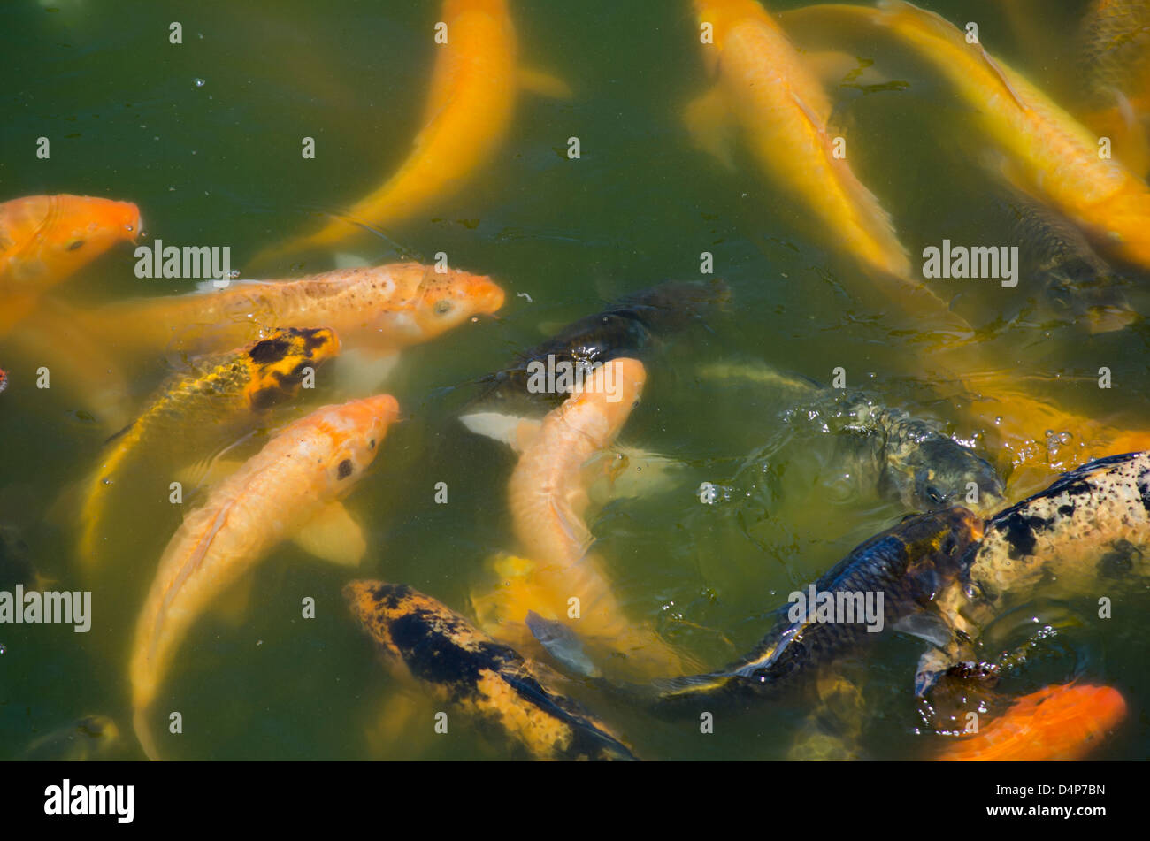 Koi carp (Cyprinus carpio) at Parque de la Amistad in Lima, Peru Stock ...