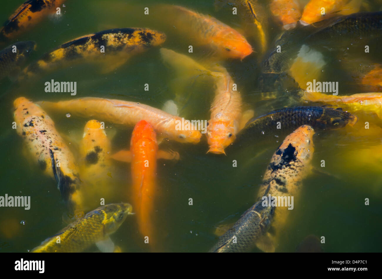 Koi carp (Cyprinus carpio) at Parque de la Amistad in Lima, Peru Stock ...