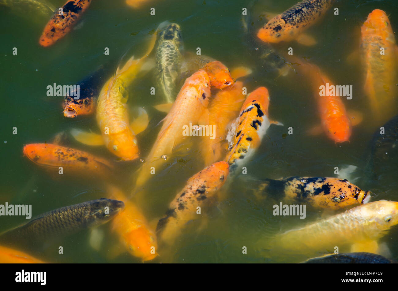 Koi carp (Cyprinus carpio) at Parque de la Amistad in Lima, Peru Stock ...