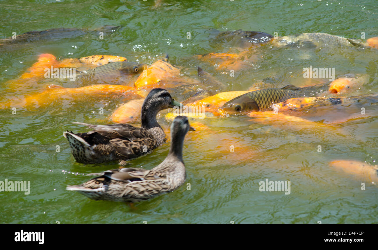 Koi carp (Cyprinus carpio) and ducks at Parque de la Amistad in Lima ...