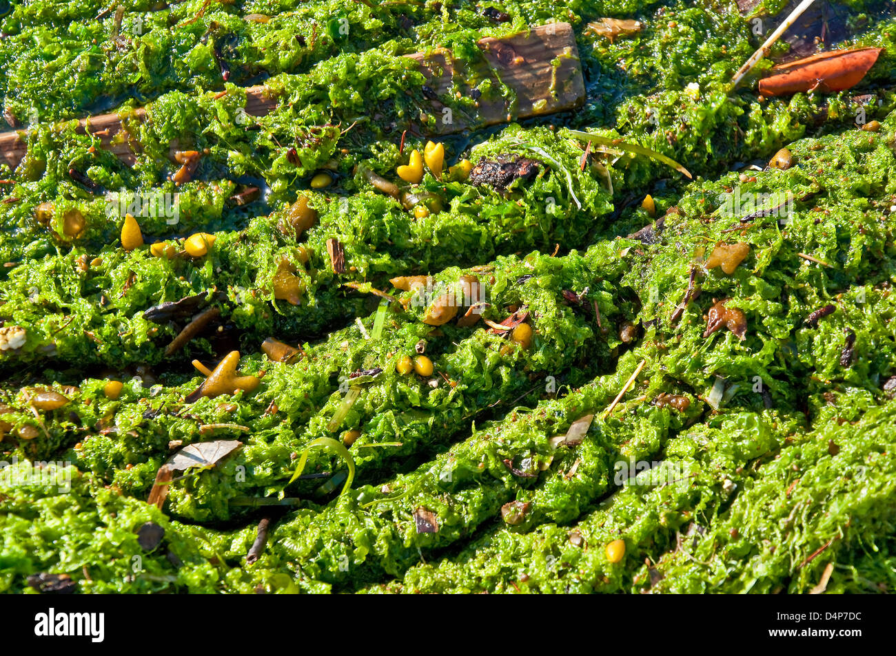 patch of textured seawood, densely packed in a wave type pattern ...