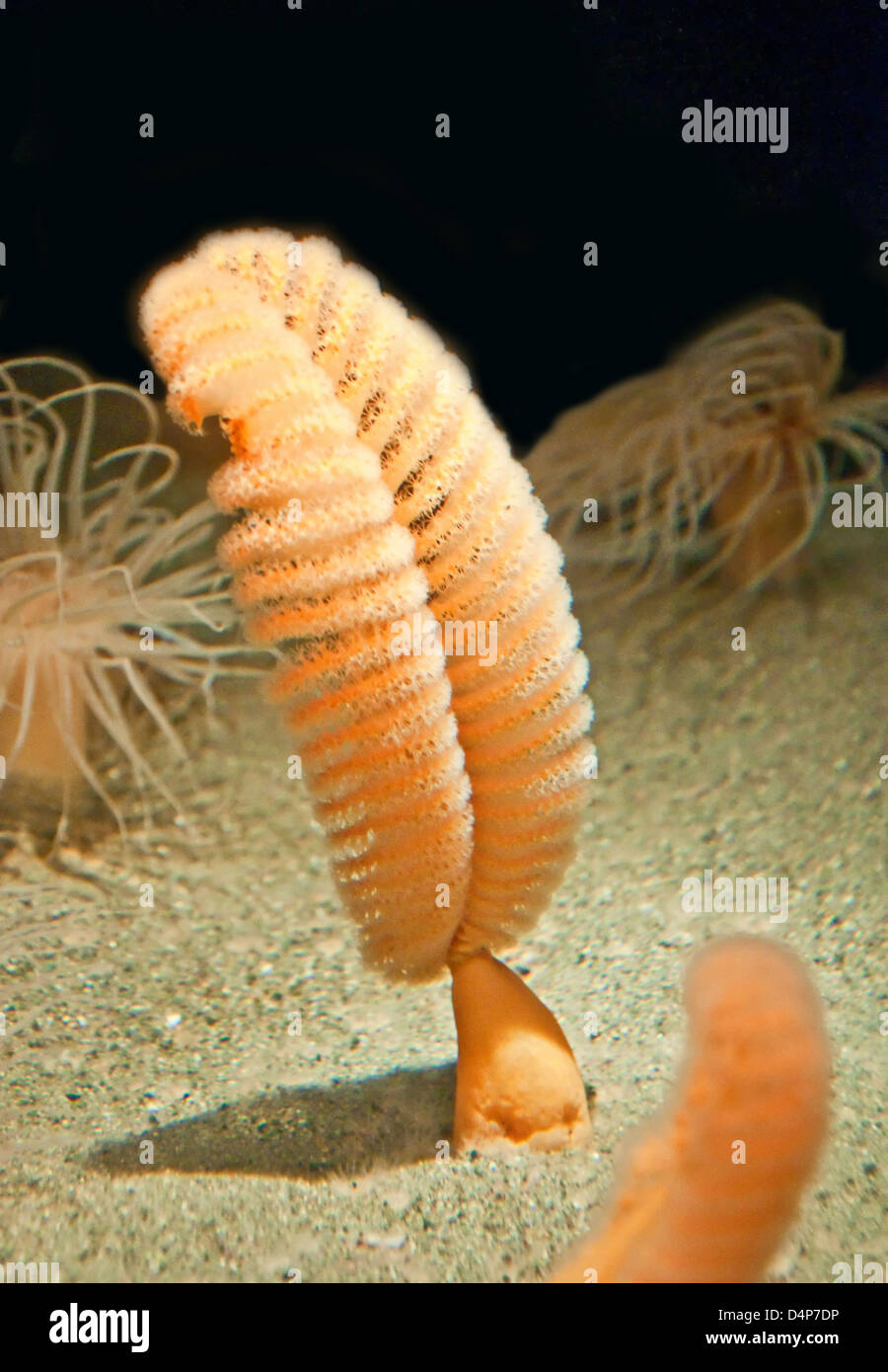 sea creature is call a Sea Pen commonly, or Ptilosarcus Gurneyi. It is ...