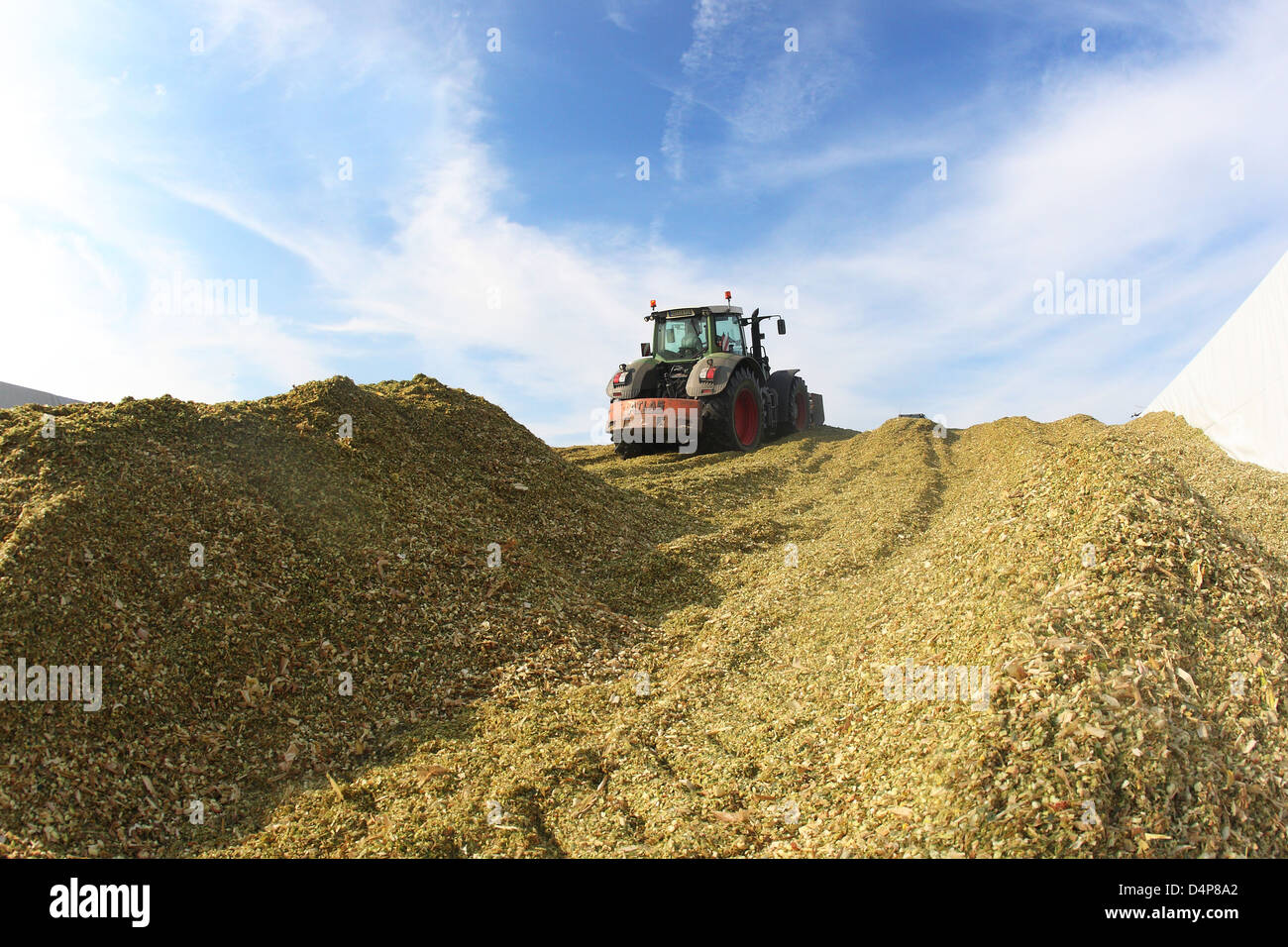 Hamm, Germany, the tractor compacted corn silage for biogas production ...