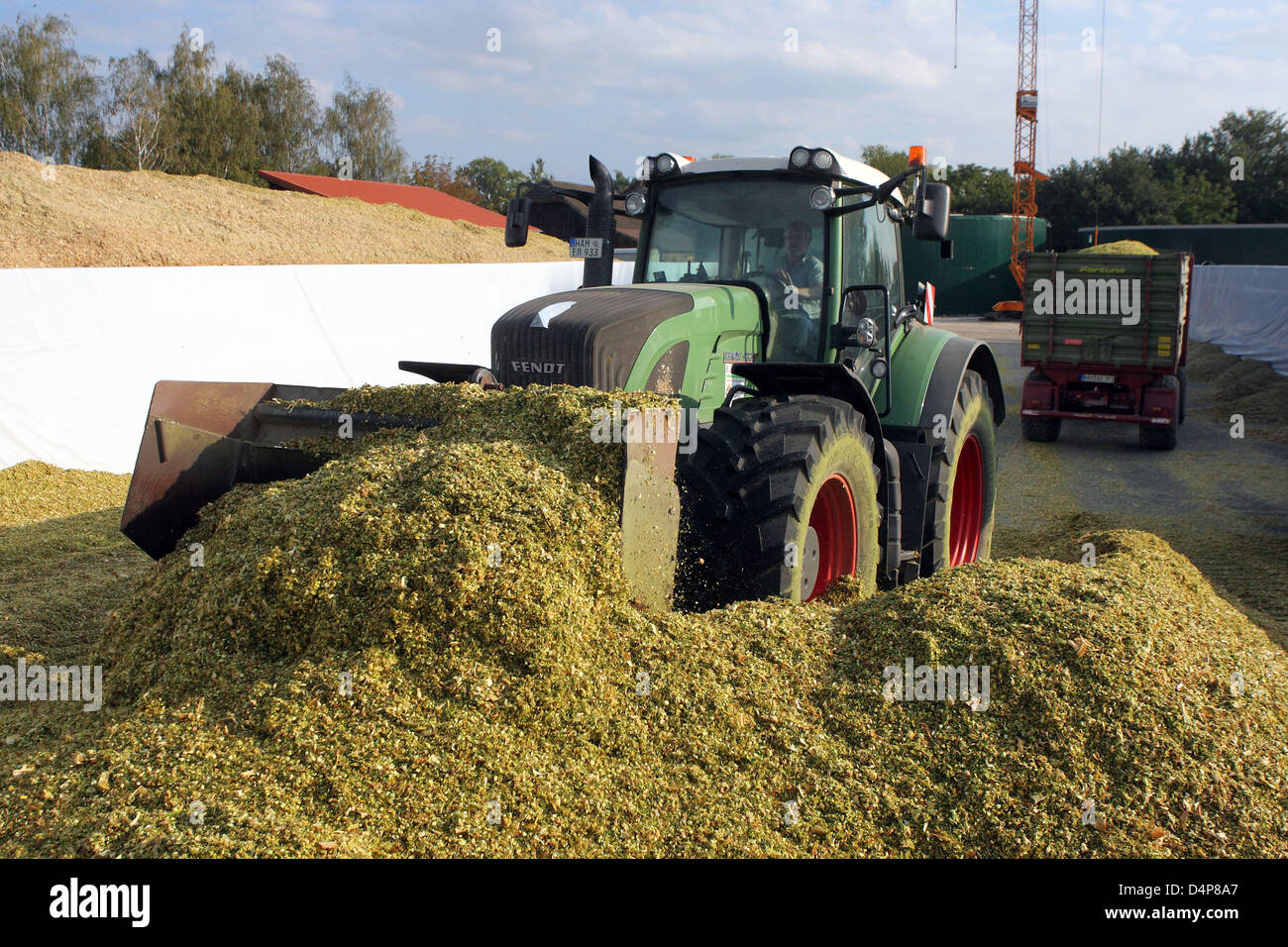 Hamm, Germany, the tractor compacted corn silage for biogas production ...