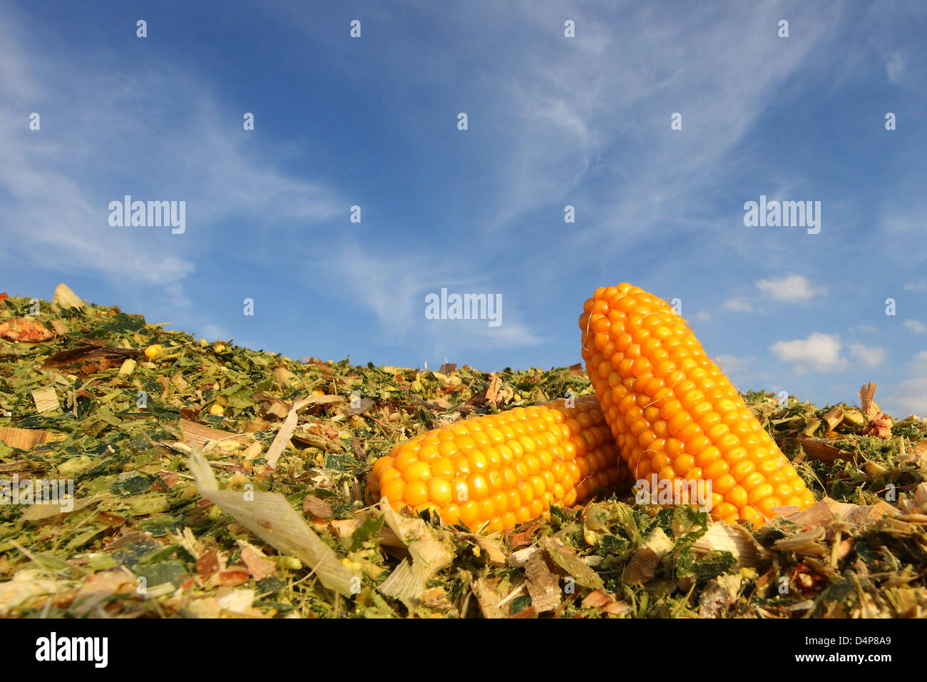 Hamm, Germany, symbol Photo: Corn Silage Stock Photo - Alamy