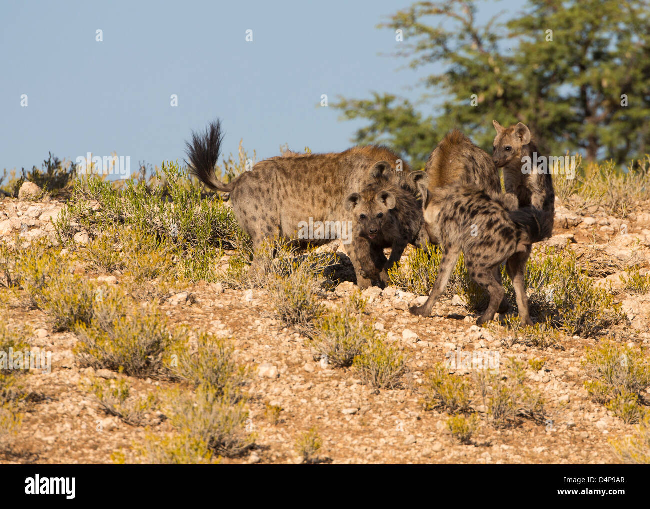 Carcass animal desert hi-res stock photography and images - Alamy