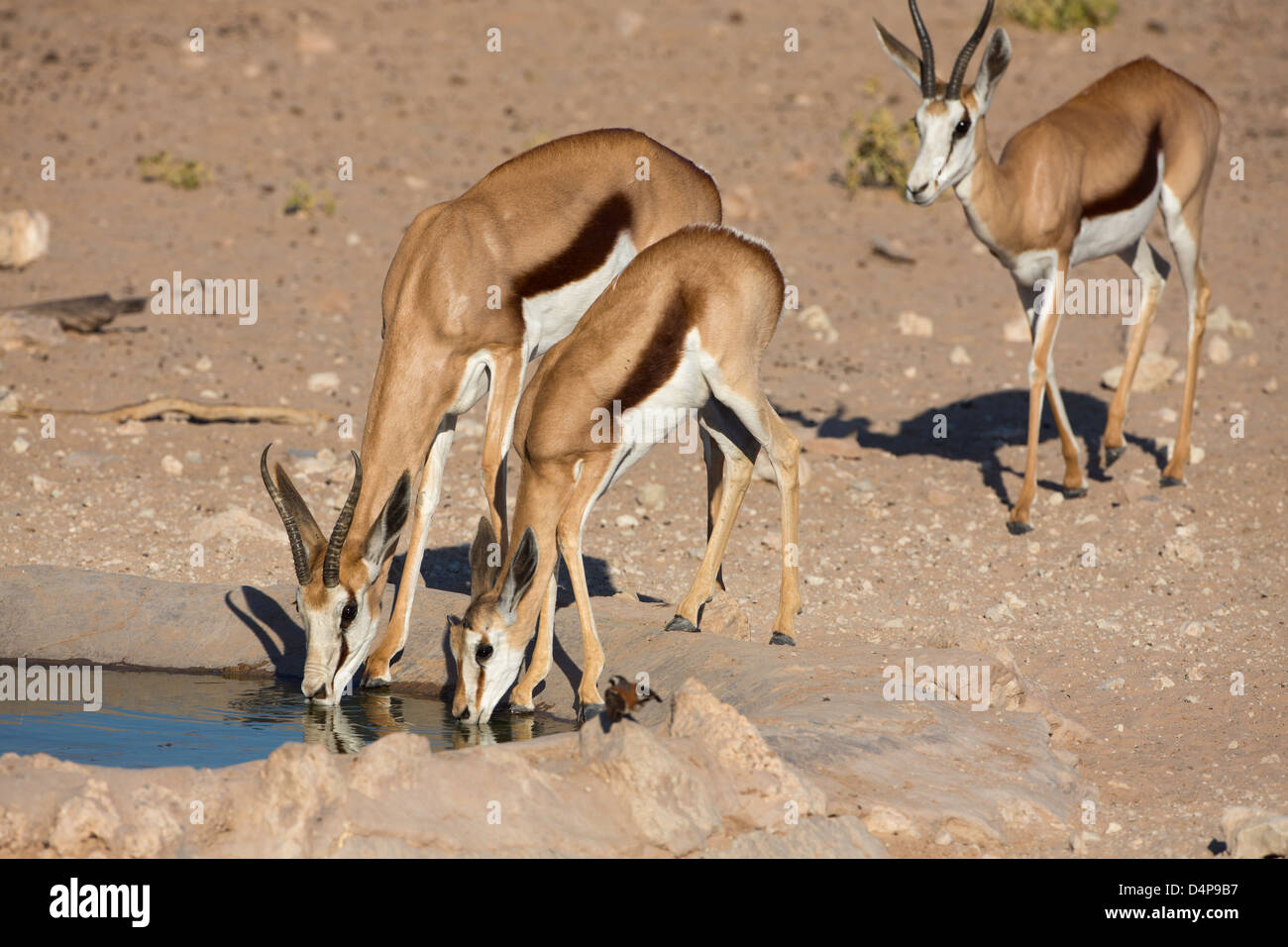 Springbok drinking water hi-res stock photography and images - Alamy