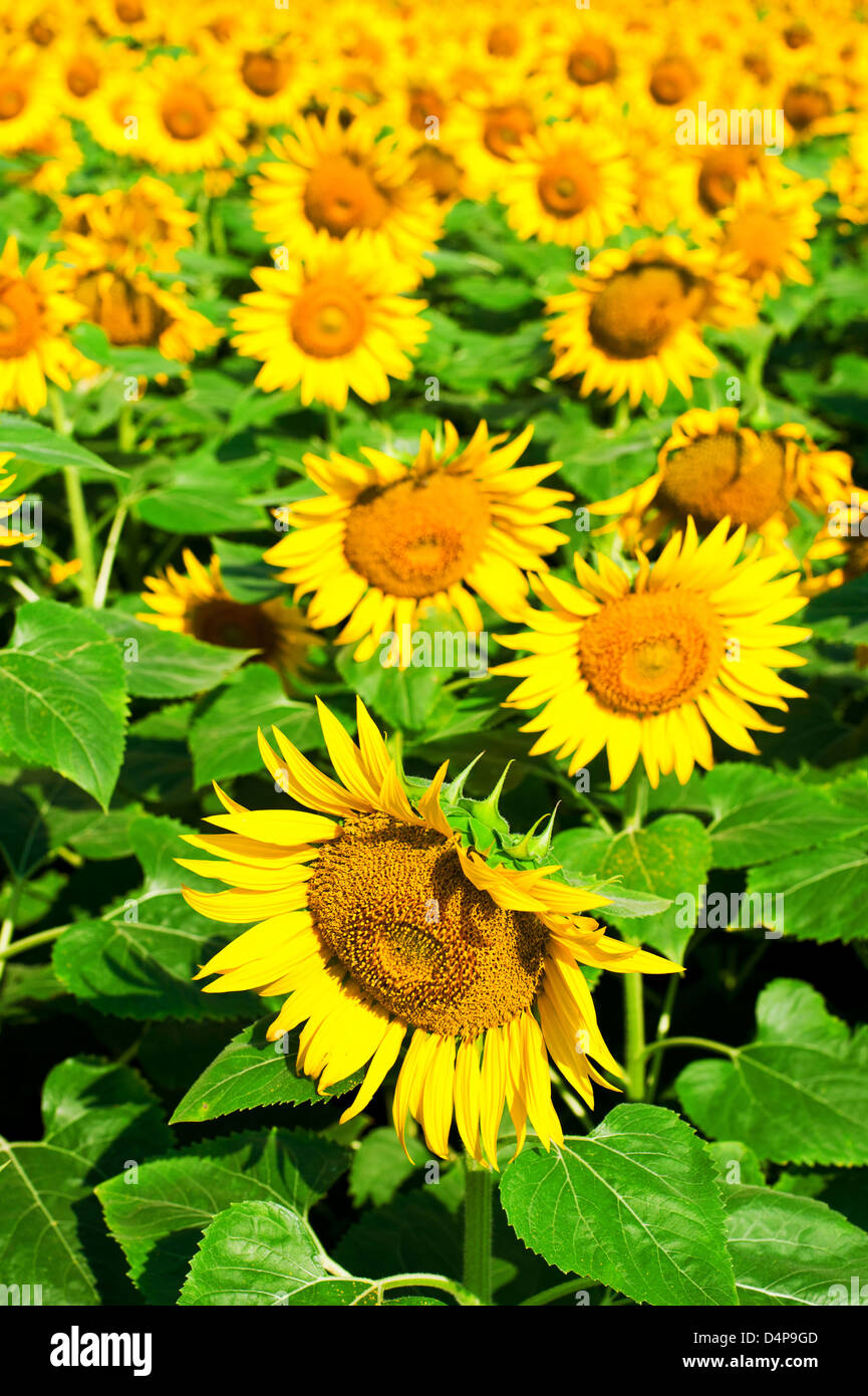 Sunflower field background Stock Photo - Alamy