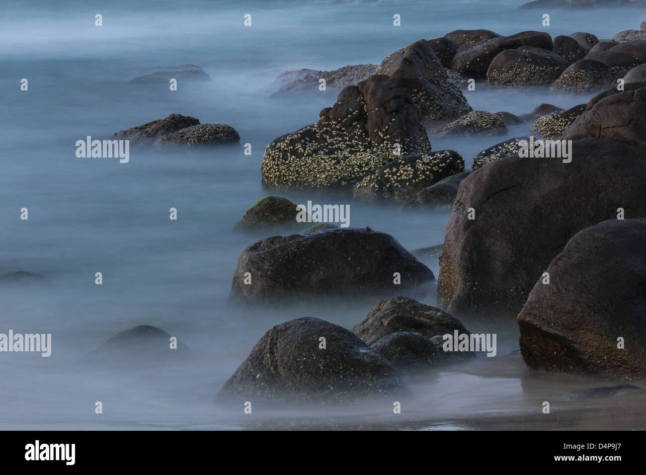 Kerala sea shells hi-res stock photography and images - Alamy