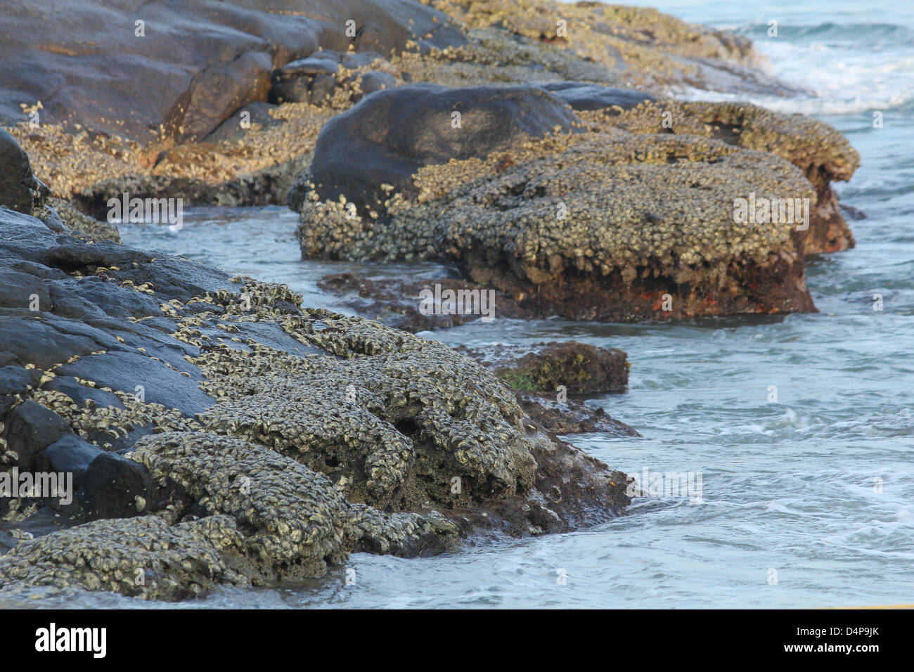 Kerala sea shells hi-res stock photography and images - Alamy