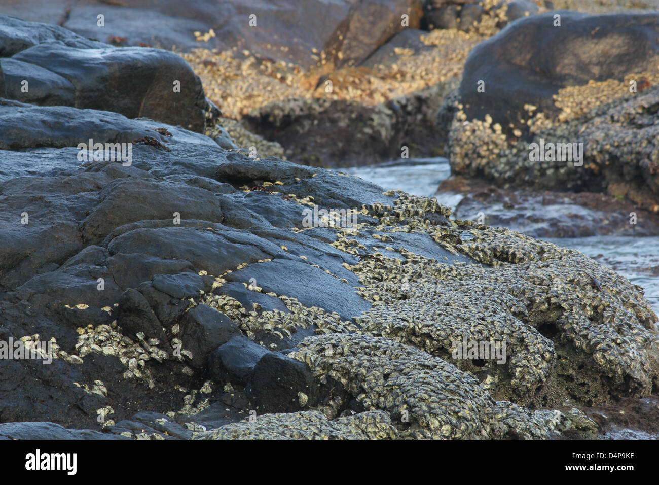 Kerala sea shells hi-res stock photography and images - Alamy