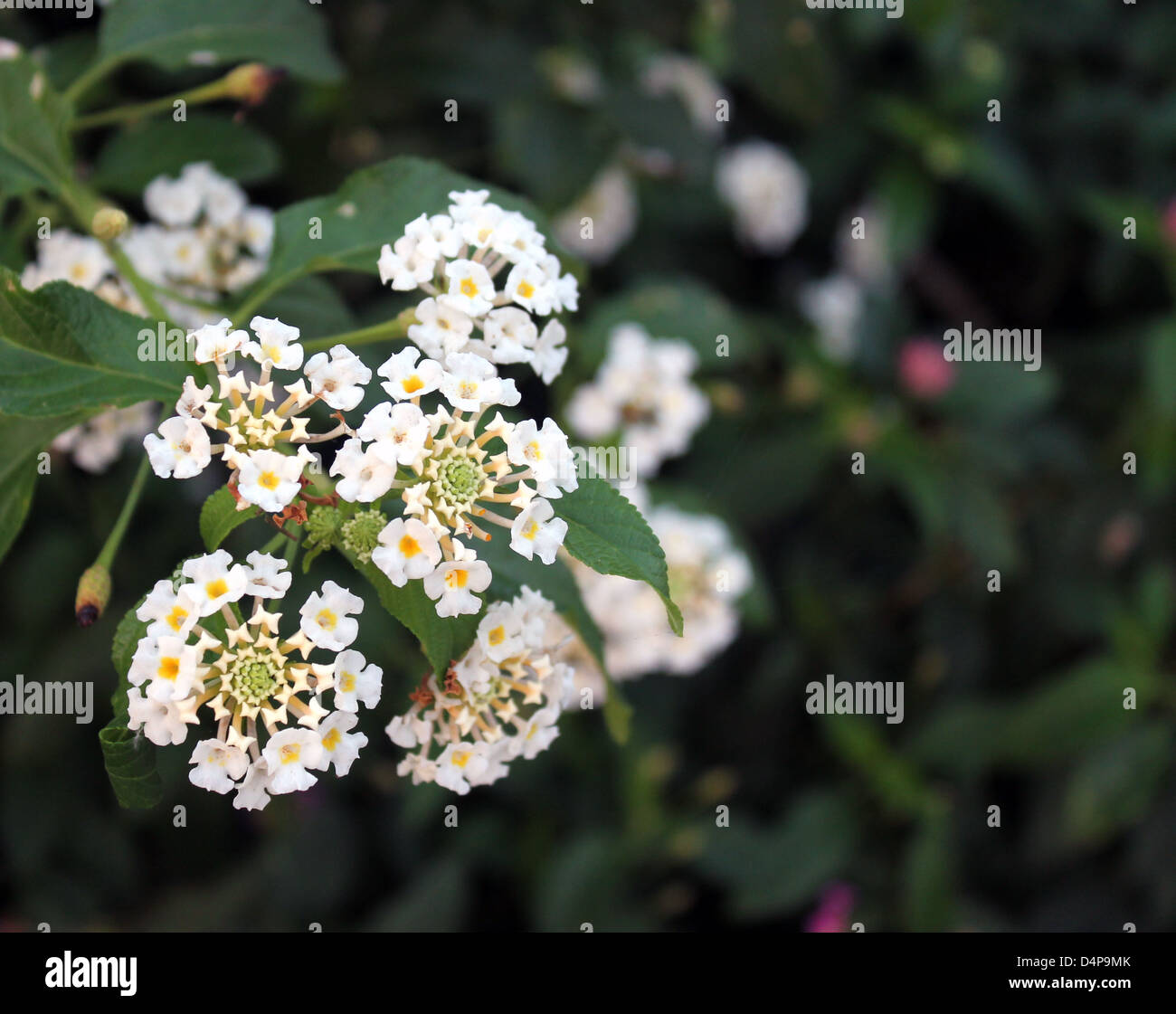 Most beautiful white flowers hi-res stock photography and images - Alamy