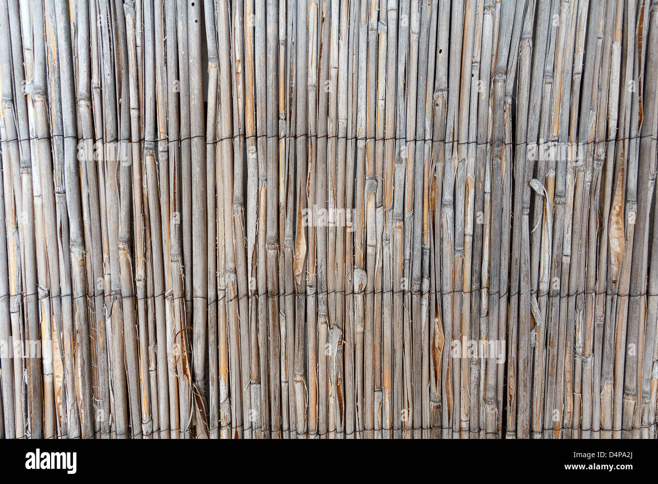 Reed texture for background or backdrop use Stock Photo - Alamy