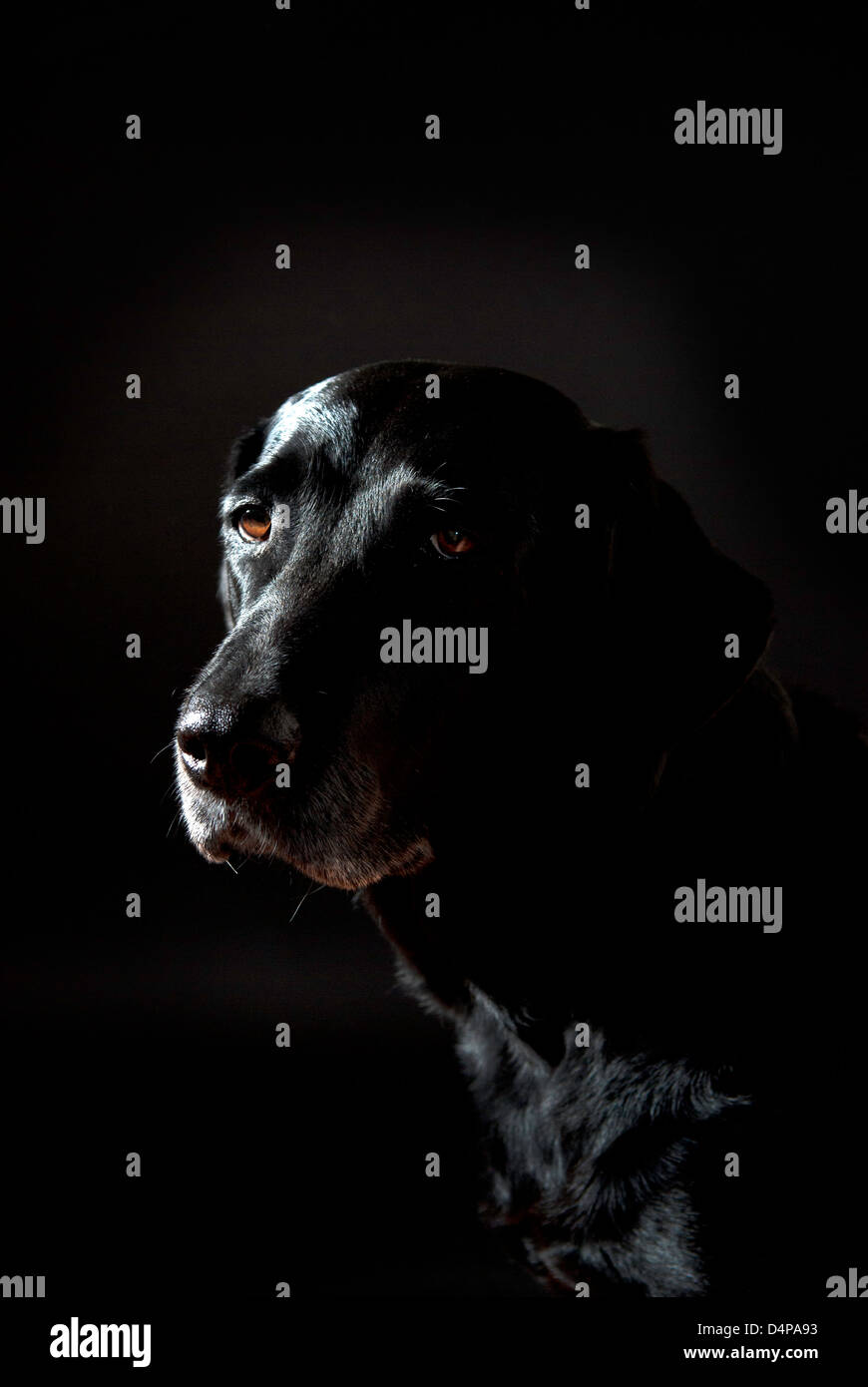 Black Labrador Retriever photographed in a studio with strong side ...