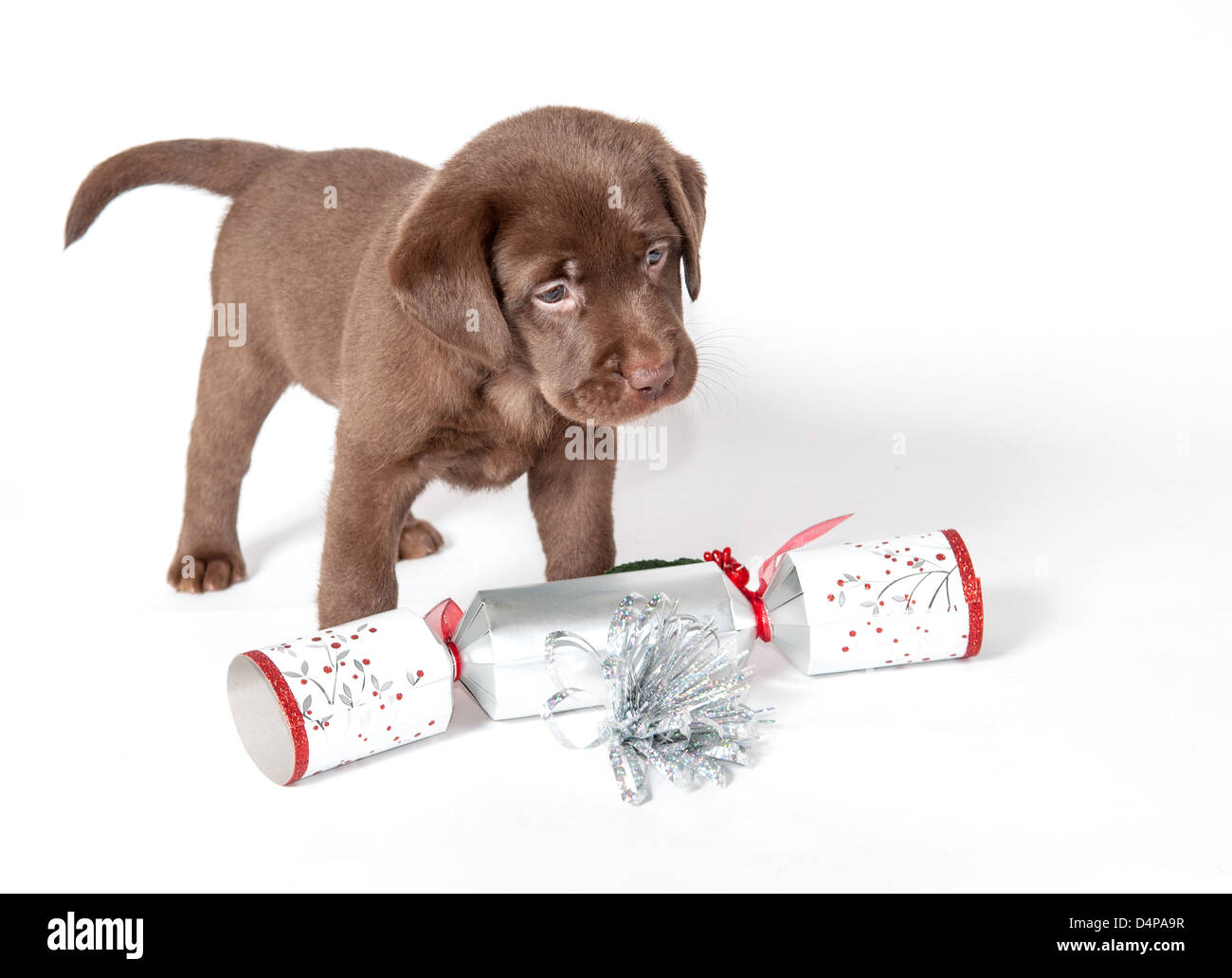 Labby Cut Out Stock Images & Pictures - Alamy