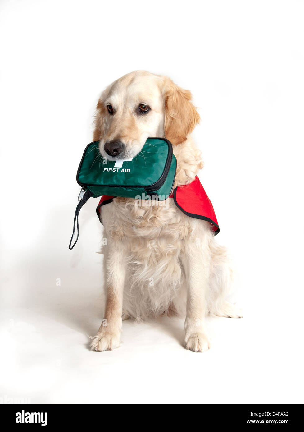 Medical assistance dog holding first aid kit Stock Photo - Alamy