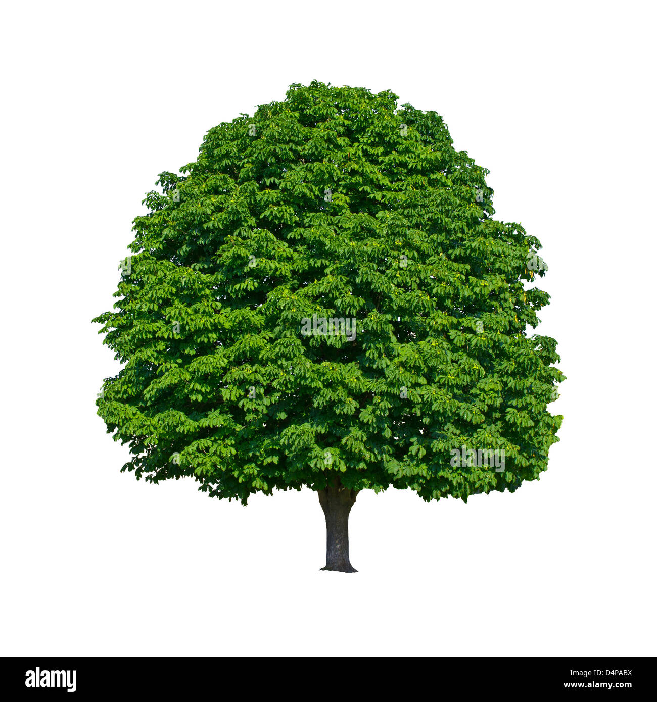 large green chestnut tree grows in isolation Stock Photo - Alamy