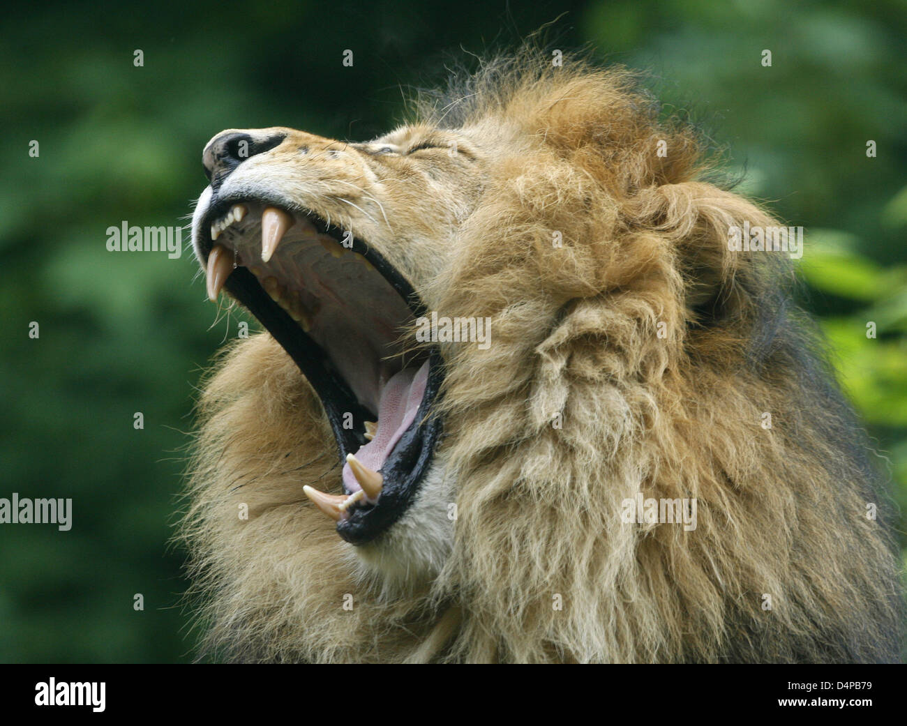 A tired lion yawns at the zoo in Duisburg, Germany, 27 May 2009. Lions ...