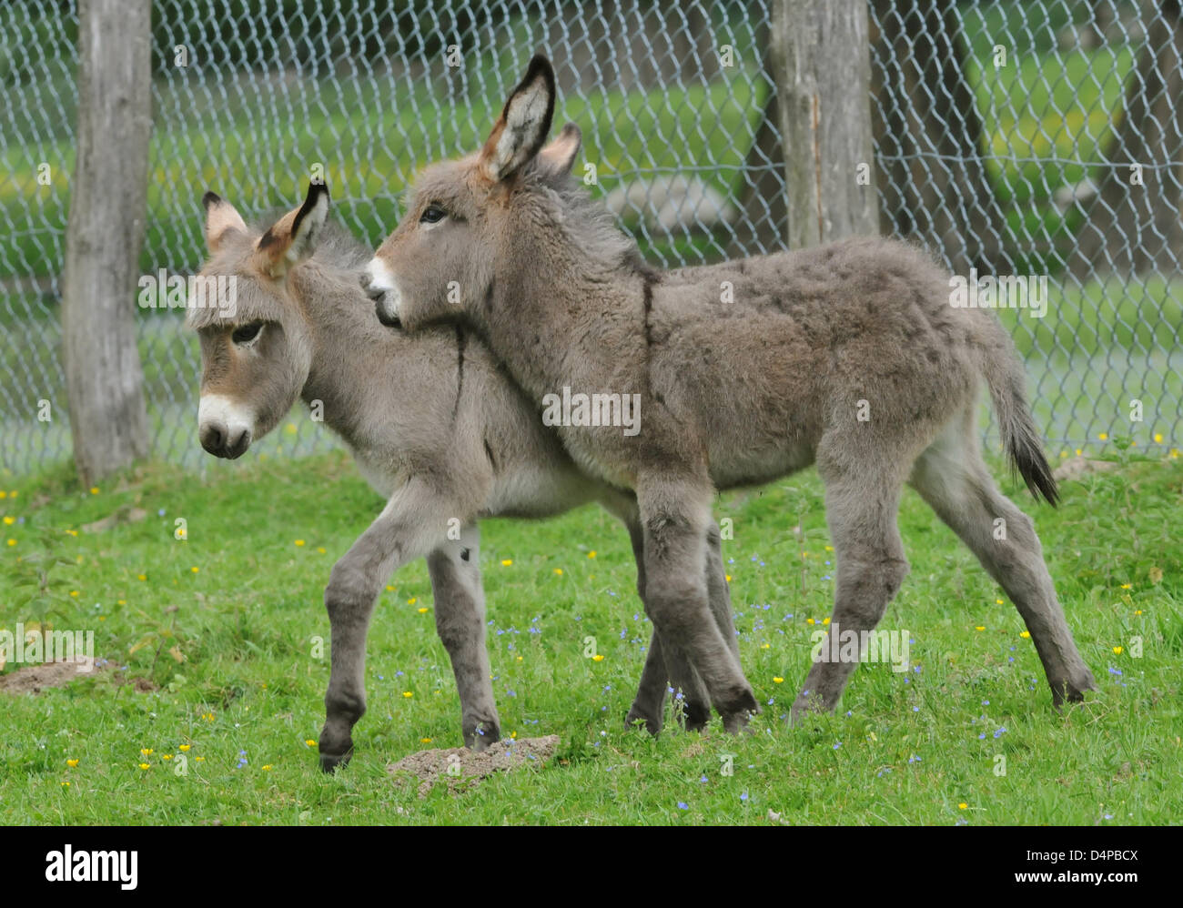 Donkey foals run through his enclosure in the zoo in Sababurg near ...