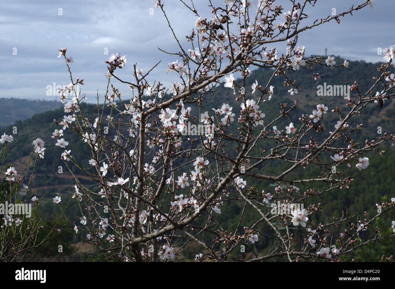 Almond flower hi-res stock photography and images - Alamy