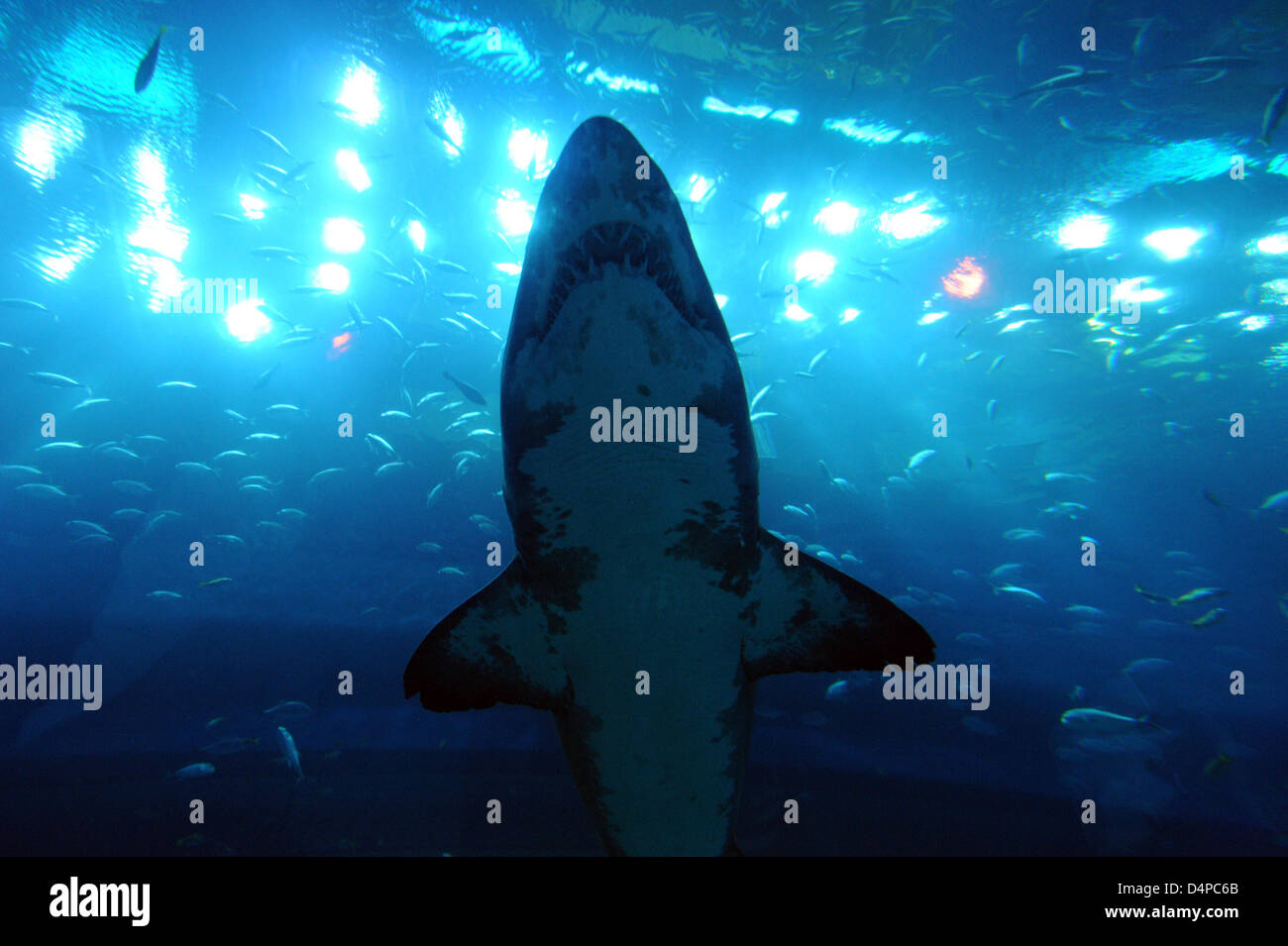 A shark pictured at Dubai Aquarium & Underwater Zoo in Dubai, United ...