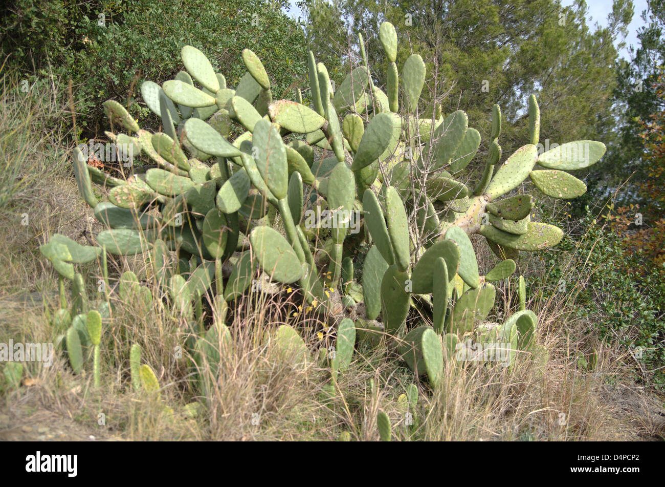 Opuntia ficus indica landscape hi-res stock photography and images - Alamy