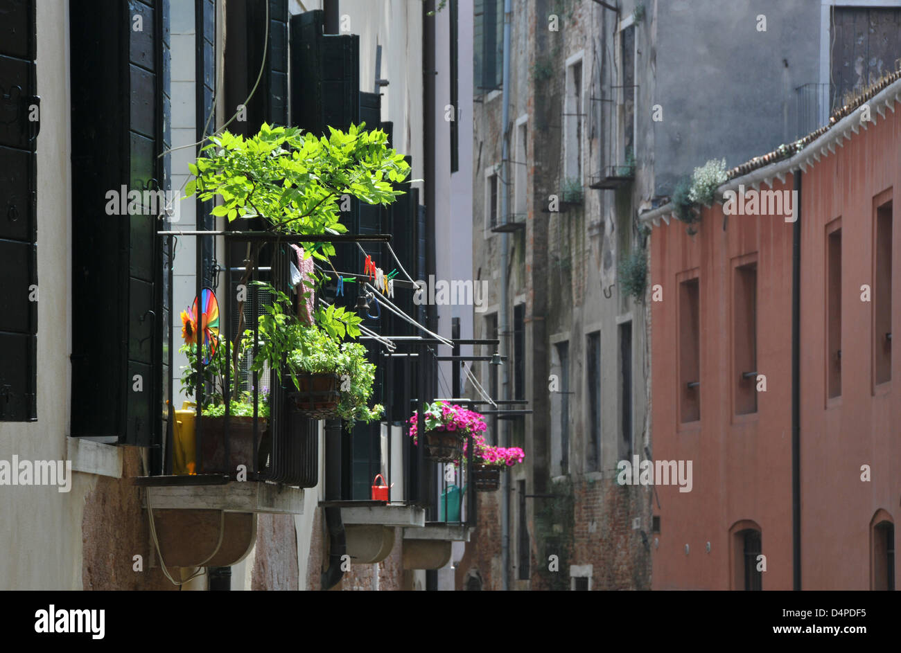 Green plants stand on the balconies of multi-storey buildings in Venice ...