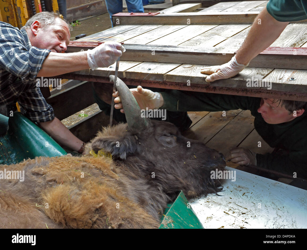 A European bison is loaded onto a truck to be transported to the ...