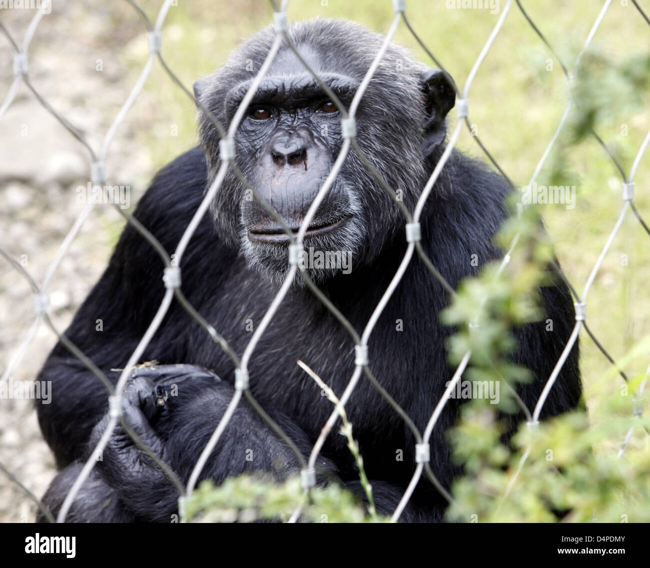 Chimpanzee ?Pedro? sits in his open air enclosure at Berlin?s Zoo ...