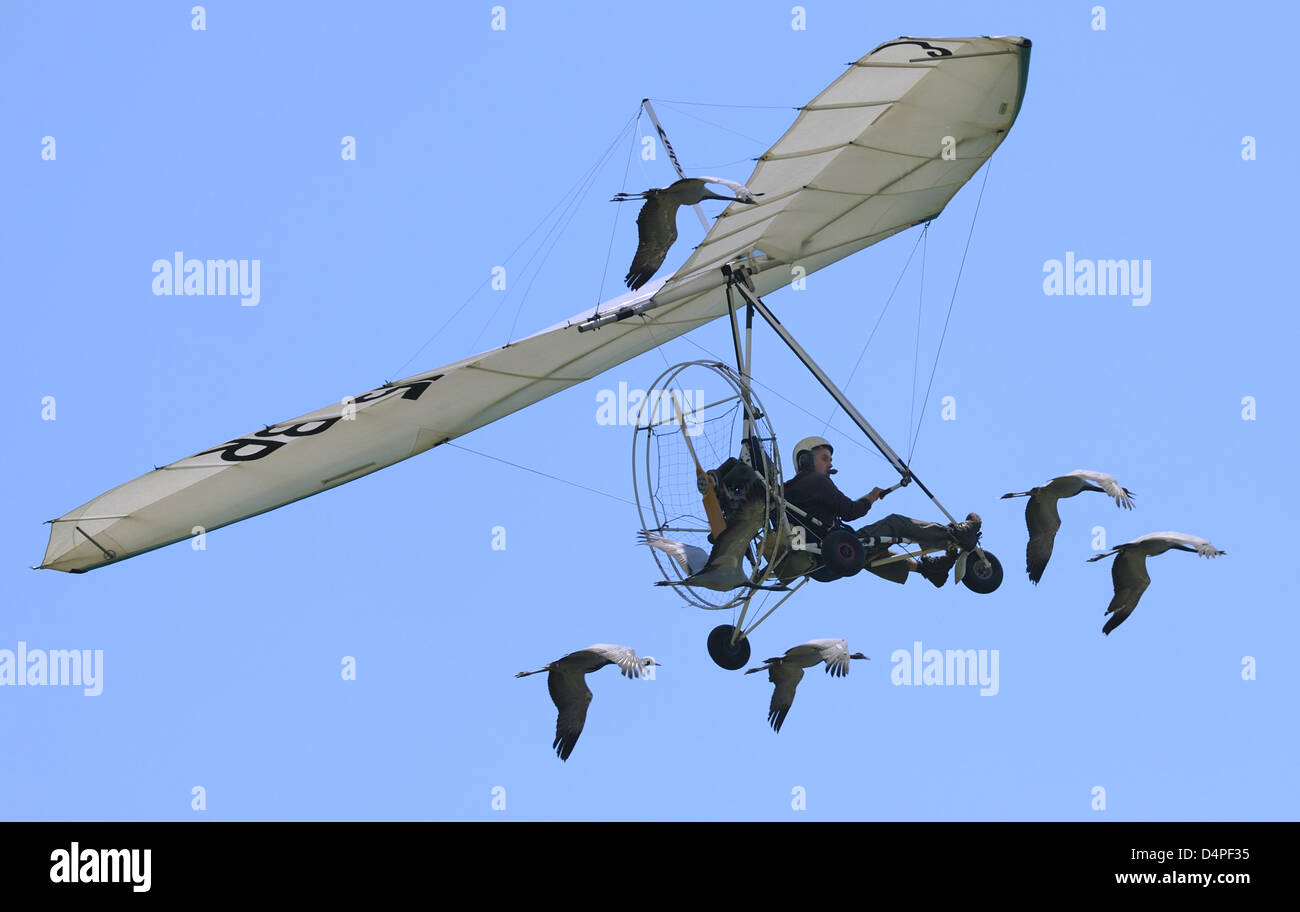 Cranes accompany French Christian Moullec in his microlight during the ...