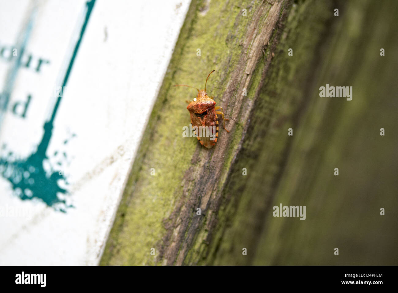 INSECTS UK GARDEN Stock Photo - Alamy
