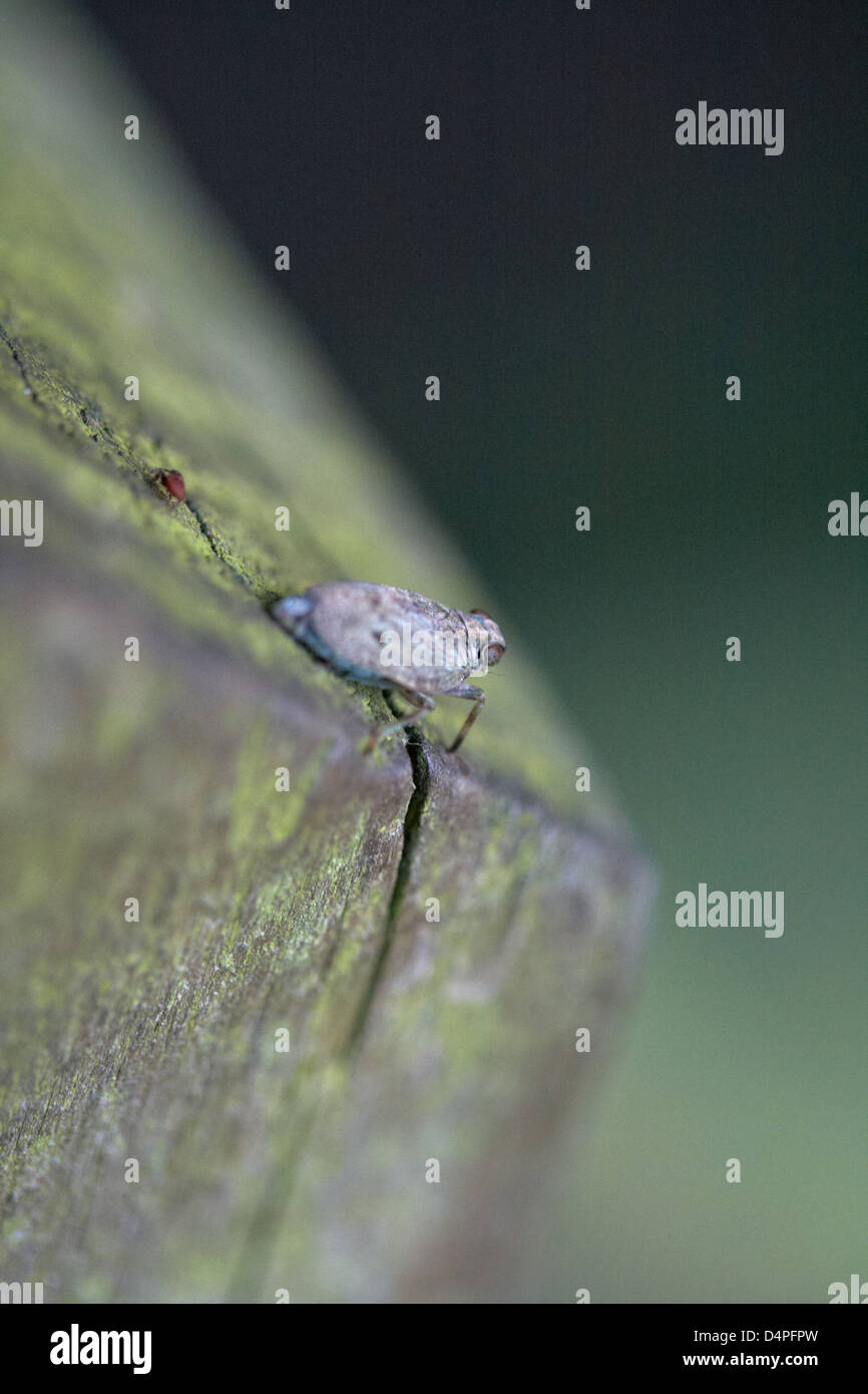 INSECTS UK GARDEN Stock Photo - Alamy