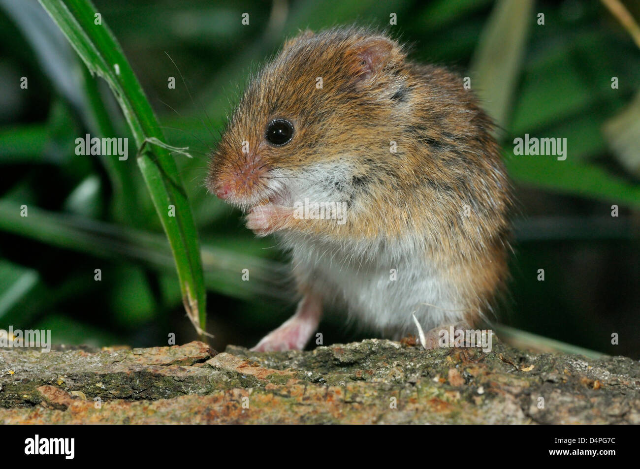 Harvest Mouse - Micromys minutus Small Rodent of the fields Stock Photo ...