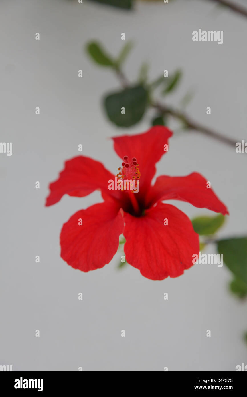 Mediterranean flower nature hi-res stock photography and images - Alamy